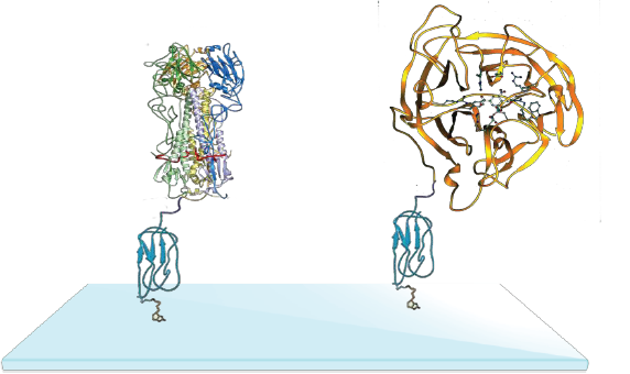 Anti-Body Test - COV2